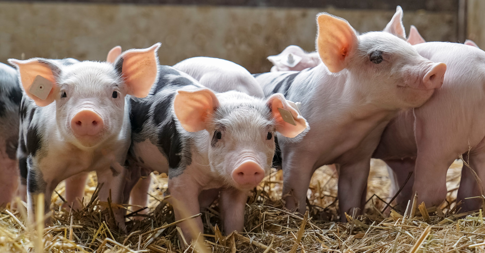 Best Pig Breeds for Breeding | 7 Hill Farms & Livestock