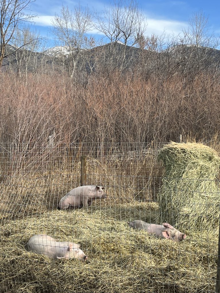 Buy & Sell Pigs - Marketplace for Pig Farms and Breeders