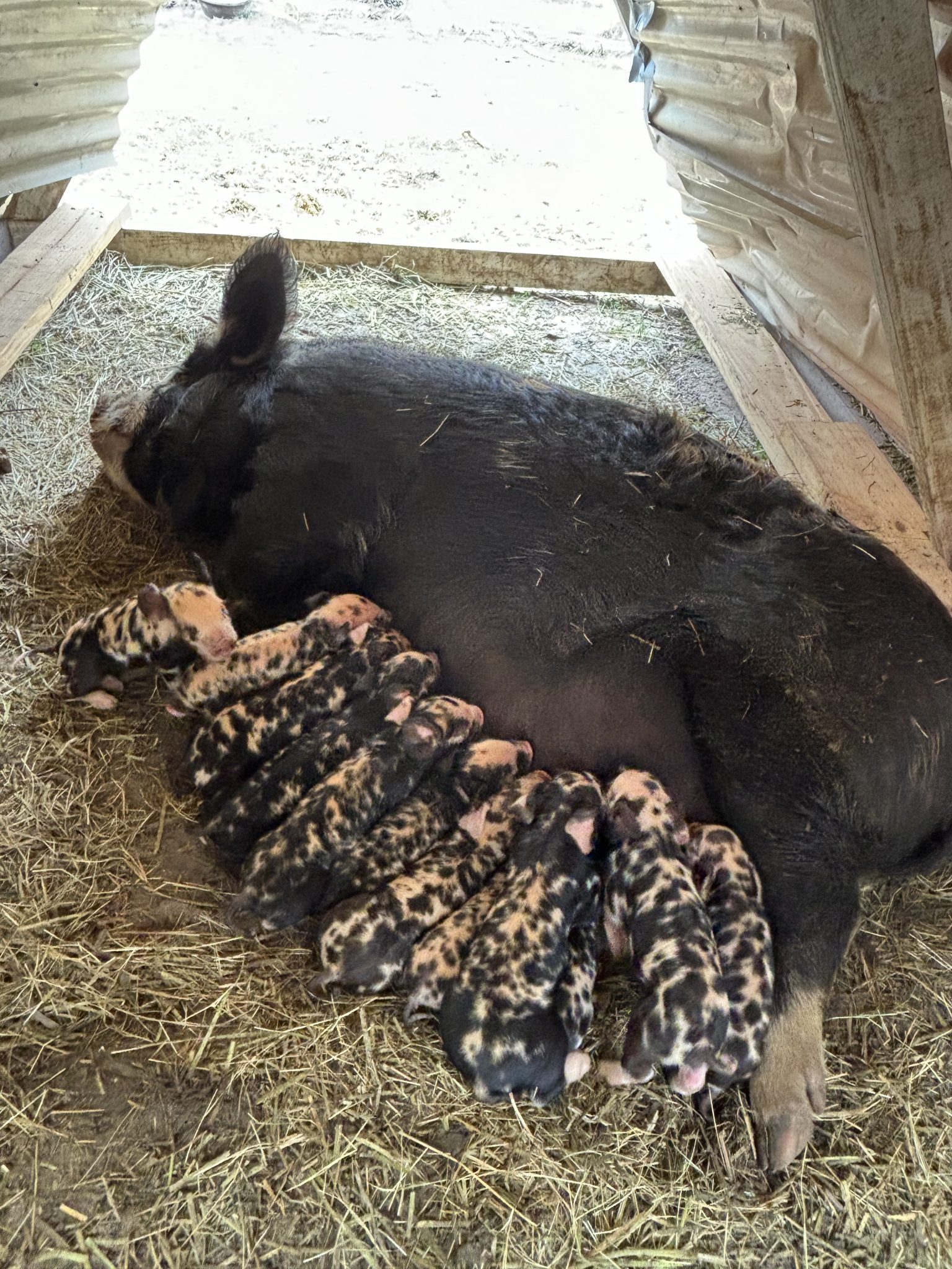 Buy & Sell Pigs - Marketplace for Pig Farms and Breeders